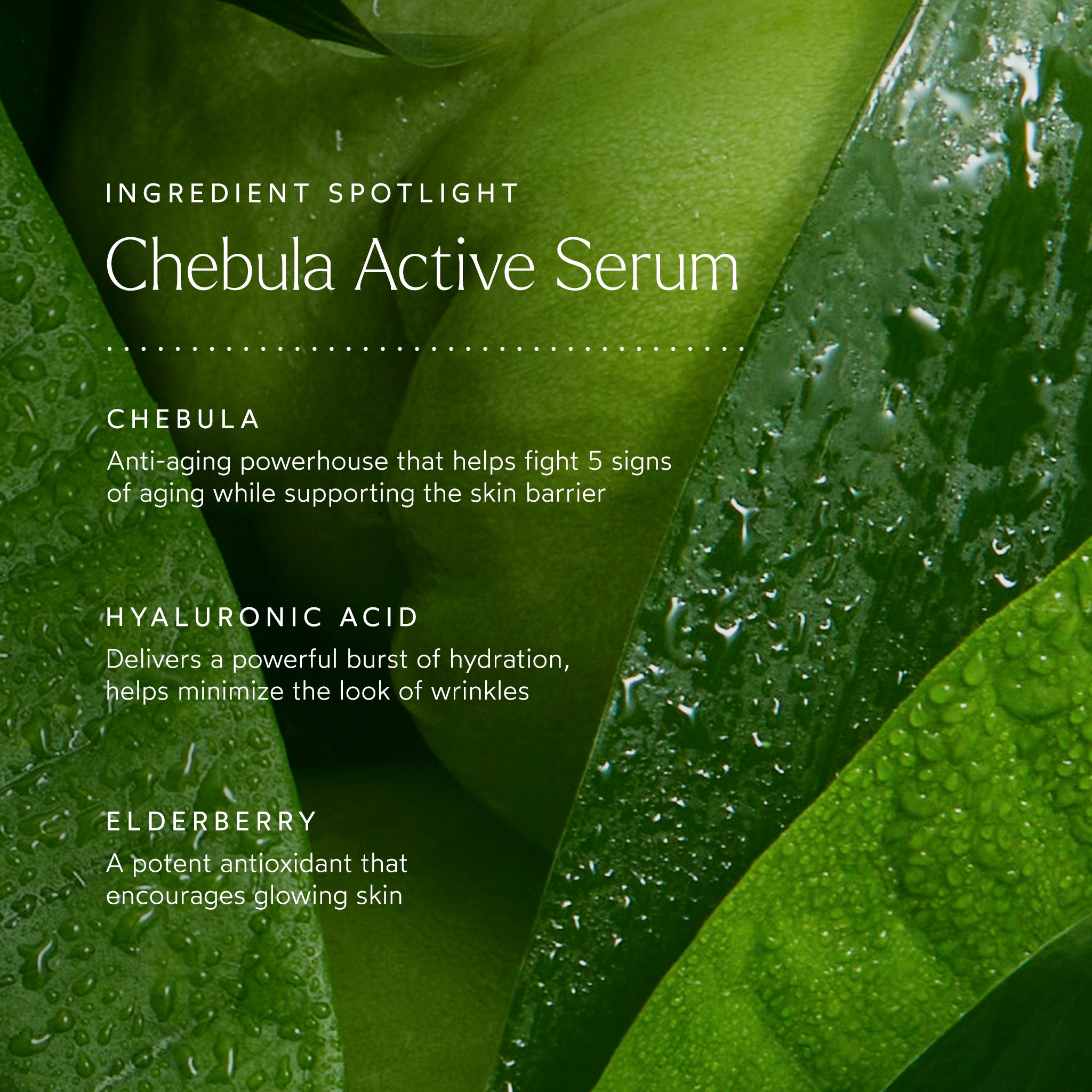 Renew Chebula Active Serum | Oprah Daily Shop